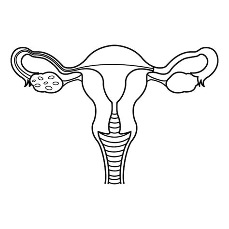 女性の生殖器系の色付け プレミアムベクター