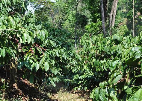 What Is Robusta Coffee Robusta Vs Arabica 12 Differences EnjoyJava