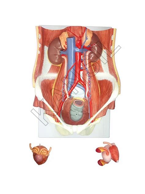 Pvc Urinary System Block Model Dual Sex 6 Parts Size Life Size At ₹ 23749 00 Piece In New Delhi