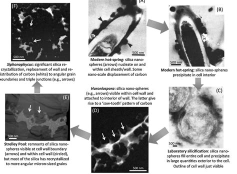 A Model For The Fossilization And Taphonomic Alteration Of