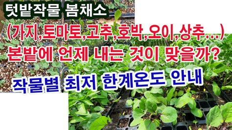 텃밭작물 봄 채소 심기 가지토마토고추호박 오이상추완두콩양배추브로콜리언제 밭에 내는 것이 맞을까 작물별