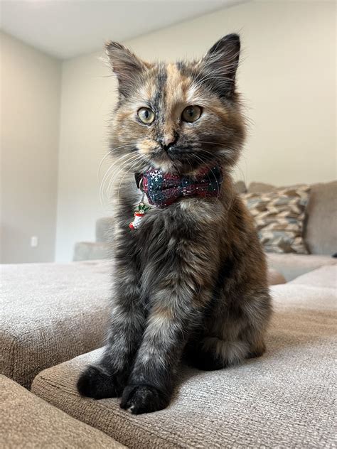 She Has The Loudest Purrrs We Are So Lucky Rtorties