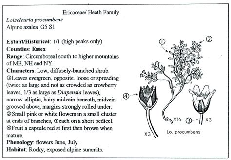 Azalea Flower Diagram Flowers Lover