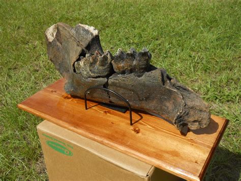 Mastodon Jaw The Fossil Forum
