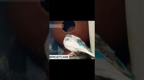 Australian Parrots Breeding Tips In Urdu Agr Budgies Parrot Breed