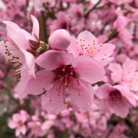 Peach Saturne Flat Peach Outdoor Fruit Tree Bare Root Sja Rootstock 12m