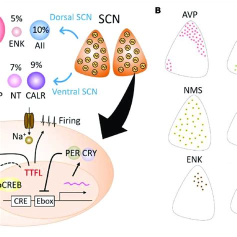 Neuropeptides Expressed In The Suprachiasmatic Nucleus Scn And