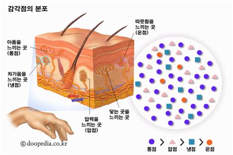 감각기관 피부 네이버 블로그