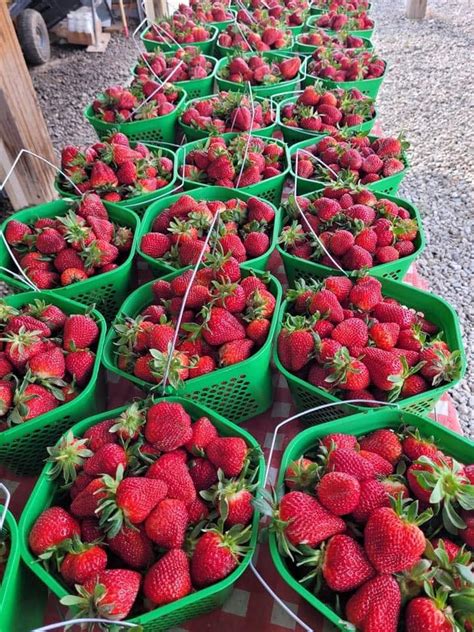 დედები ქობულეთიდან