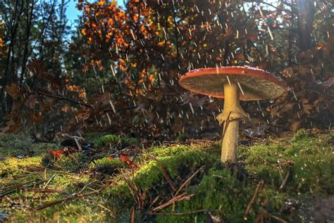 잔디에 흰색 반점과 함께 버섯 할당 빨간 비행 거리 Agaric 버섯 가을에 대한 스톡 사진 및 기타 이미지 가을 계절