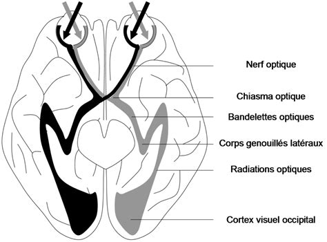 Les Nerfs Valentin Terrès