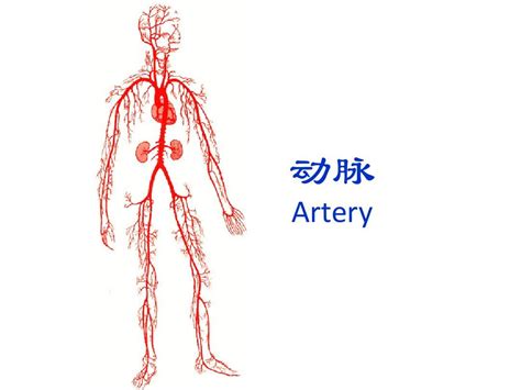 人体解剖学 动脉word文档在线阅读与下载无忧文档