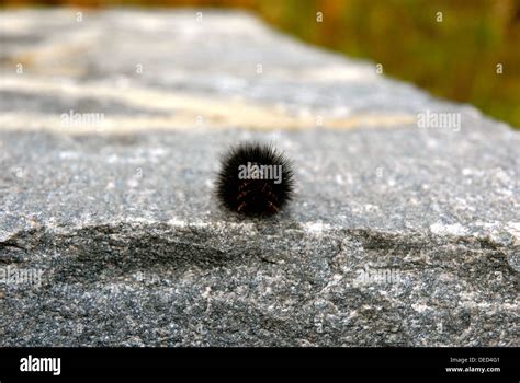 Mn Flying Bug Furry Belly