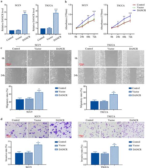 DANCR Overexpression Promoted The Proliferation Migration And Invasion