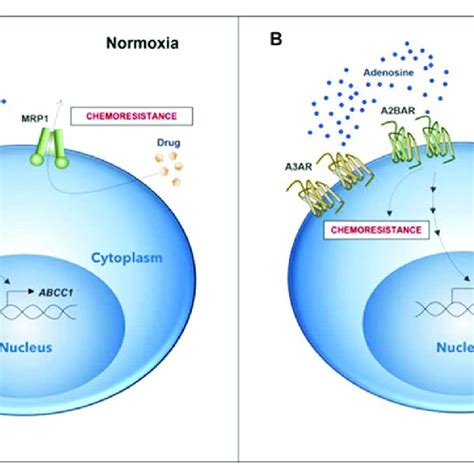 Differential Expression Of Genes Associated With Chemoresistance In