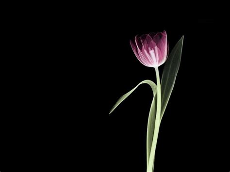 Radiography Wallpapers Top Free Radiography Backgrounds WallpaperAccess