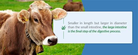 Cows Have Four Stomachs