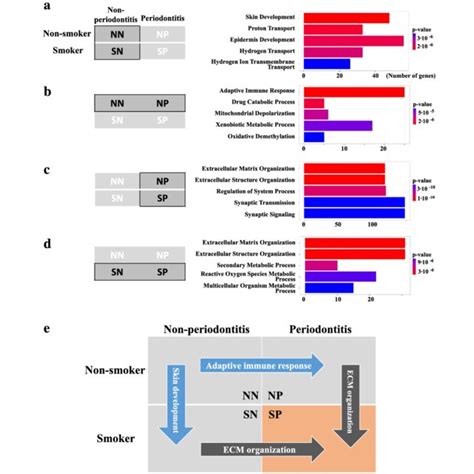 Gene Ontology Biological Processes Go Bp Term Enrichment Analysis A