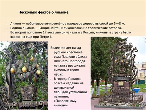 «Выращивание лимона в домашних условиях презентация онлайн