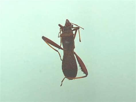 Riptortus Pedestris