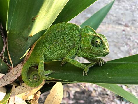 Hd Wallpaper Chameleon Nature Reptile Colorful Green Camouflage