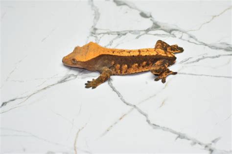 Halloween Female Cg 172 23 Evolver Reptiles