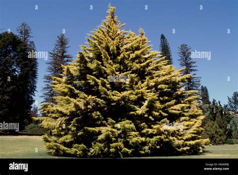 Monterey Cypress Cupressus Macrocarpa Stipulacea Cupressaceae Stock Photo Alamy