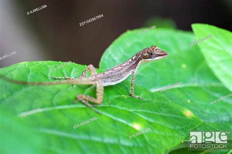 A Slender Anole Anolis Fuscoauratus Aka Norops Limifrons Resting On