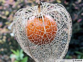 Amour en cage Alkékenge Lanterne japonaise Coqueret du Pérou