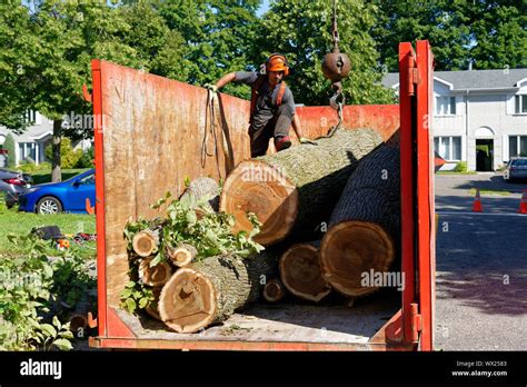Tree Surgeons Cutting Logs From Large Diseased Elm In A Container In A Complex Tree Removal