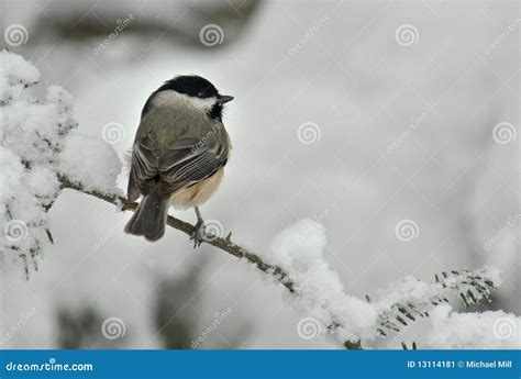 Black Capped Chickadee In Winter Snow Stock Image Image Of Bird Cold