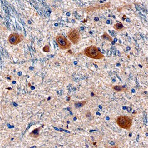 Human Lrp 4 Antibody R D Systems 100ug Unlabeledantibodies