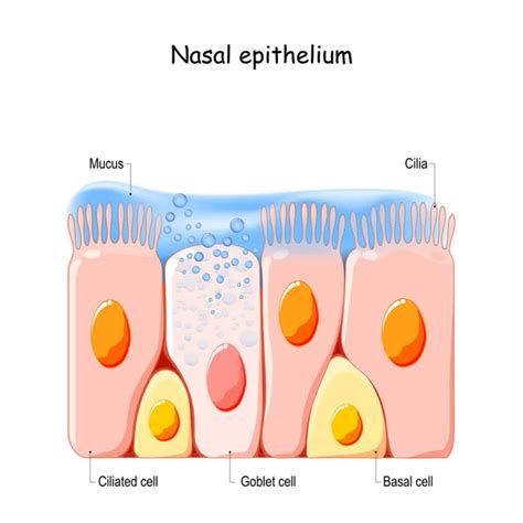 Nasal Mucosa Cells Nasal Secretions Ciliated Basal And Goblet Cells