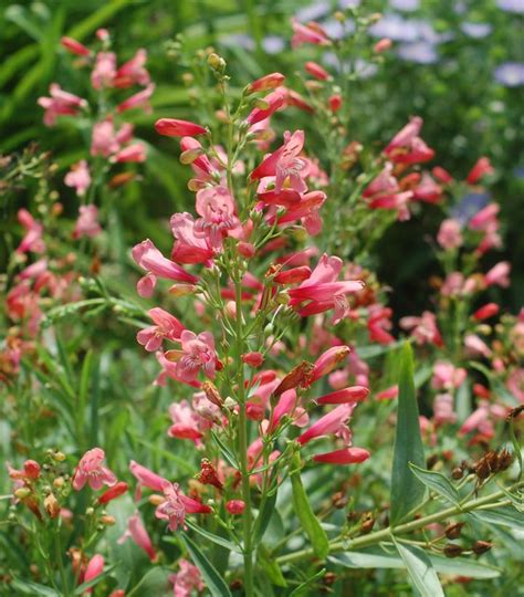 Penstemon Red Riding Hood Red Riding Hood Beardtongue From Prides Corner Farms