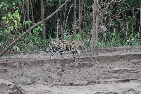 Jaguar In Peru