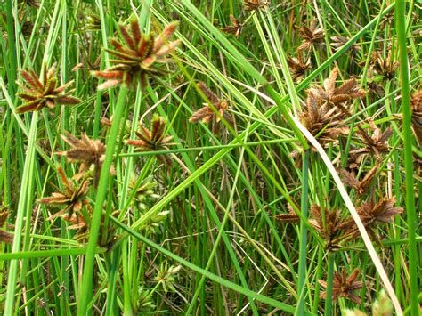 Nagarmotha Herb Theayurveda