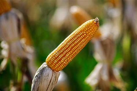 Como Plantar Milho no Vaso Quintal e Hidropônico
