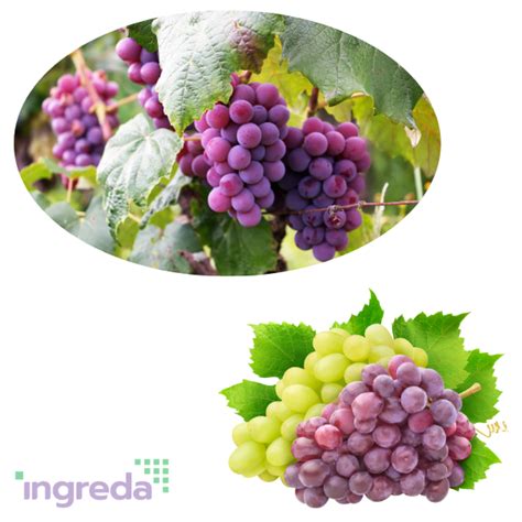 Bột Quả Nho Công Ty Tnhh Ingreda