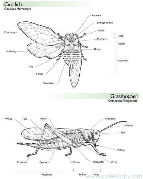 Grasshopper Scientific Illustration