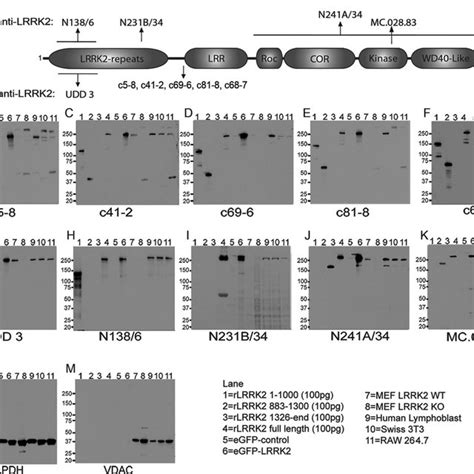 A Mrna Mapped By In Situ Hybridization In The Sagittal Orientation