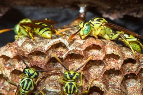 What Does A Wasp Nest Look Like Insight Pest Management™
