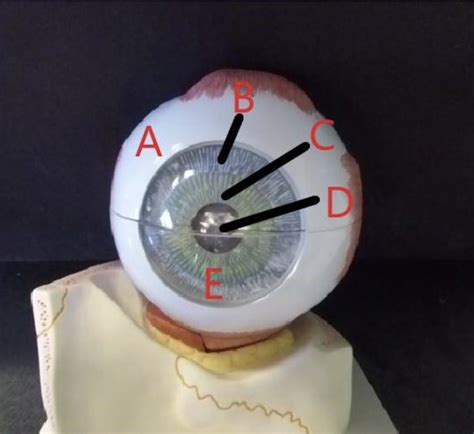 Gross Anatomy Of Eye Diagram Quizlet