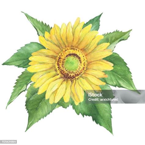 농업 식물 해바라기 의 노란 꽃 수채화의 손으로 그린 그림을 흰색 배경에 고립 된 그림 고풍스런에 대한 스톡 벡터 아트 및 기타 이미지 Istock