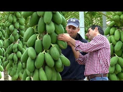 Awesome Papaya Cultivation Technology Papaya Farming And Harvest Papaya Processing YouTube