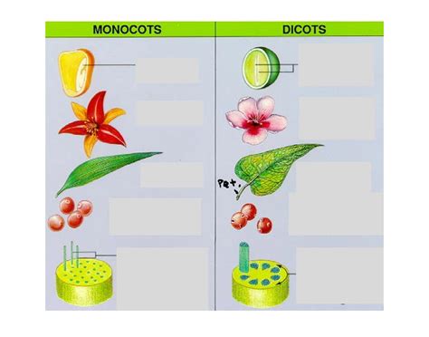 Monocots Vs Dicots Quiz