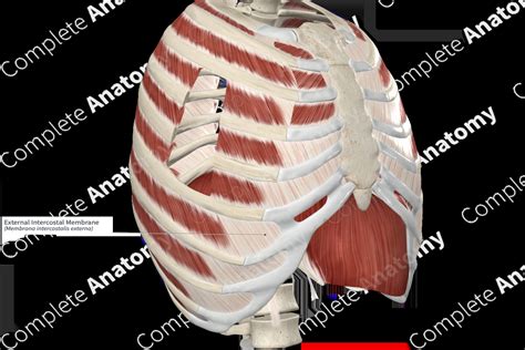 External Intercostal Mm