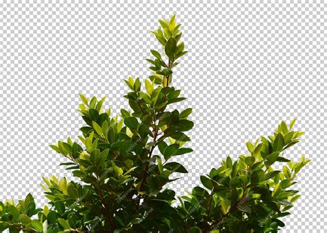 Premium Psd Leaf Isolated Transparency Background