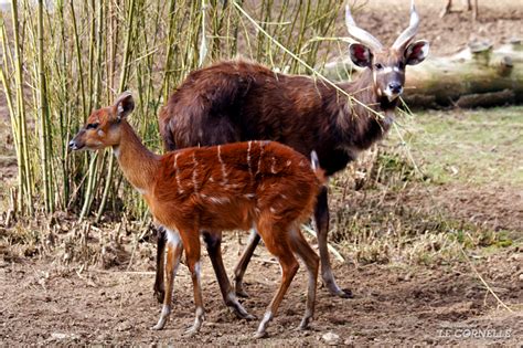 SITATUNGA