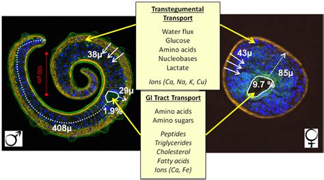 Pathways For Diffusion Of Nutrients In Male And Female Schistosomes