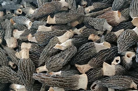 夏季来碗出口姬松茸基地羊肚菌汤 知乎